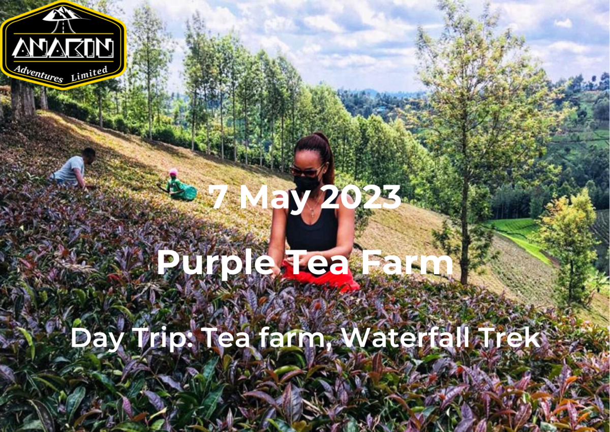PURPLE TEA FARM TOUR – GATURA GREENS – Anakin Adventures